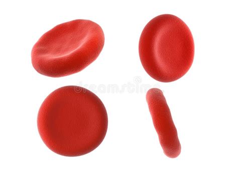Erythrocyte Stock Illustrations 3545 Erythrocyte Stock Illustrations