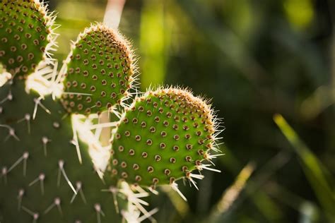Técnicas Infalibles Para Limpiar Preparar Y Plantar El Nopal