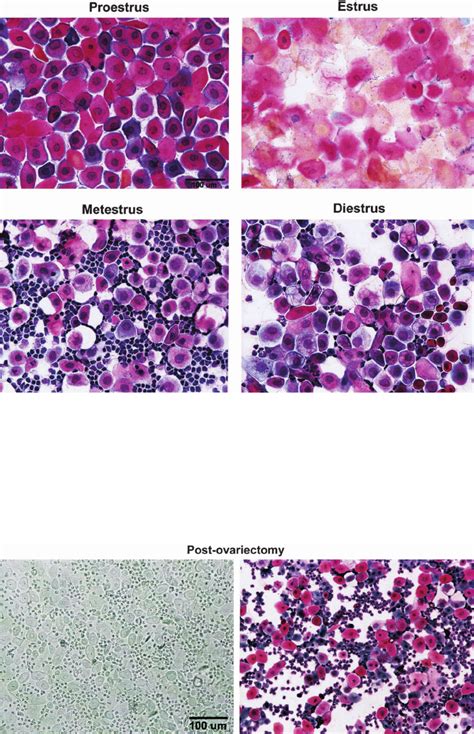 A Quantitative Method For Assessing Stages Of Rat Estrous Cycle Pdf
