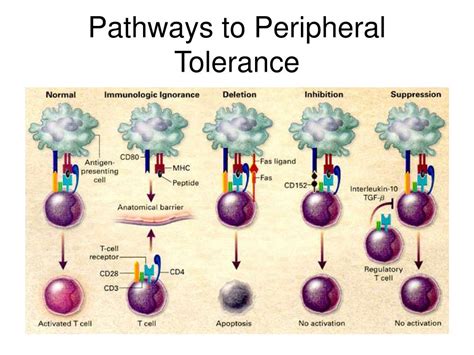 Ppt Immunologic Tolerance Powerpoint Presentation Free Download Id