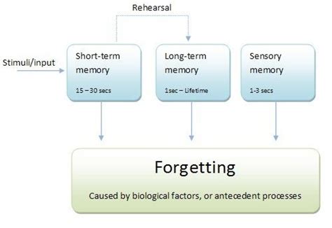 The Properties Of Human Memory And Their Importance For Information