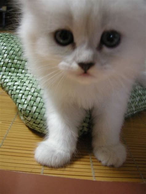 완료페르시안 친칠라 아기냥이 가정분양 마감됐습니다 네이버 블로그