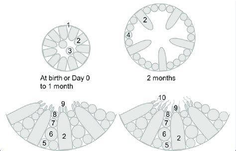 Schematic Depictions Demonstrating The Overall Postnatal Developmental Download Scientific