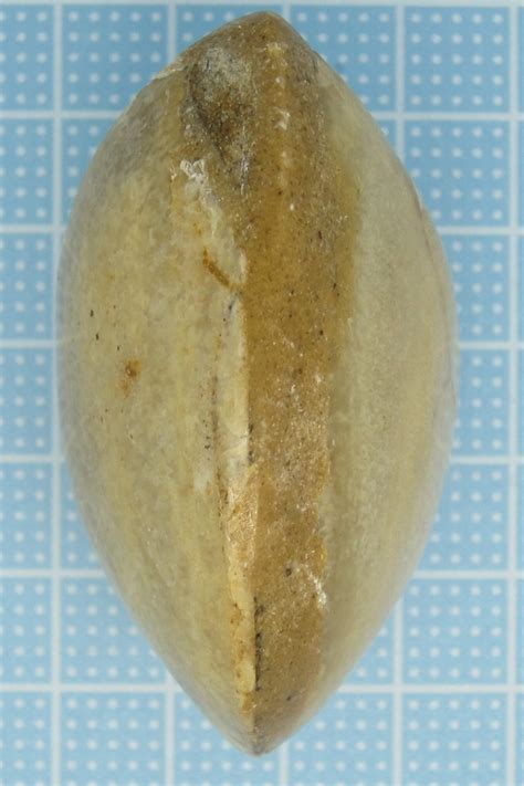 Fossil Id Bivalve Fossil Id The Fossil Forum