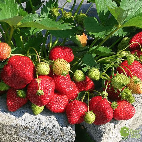 Самые лучшие сладкие сорта клубники