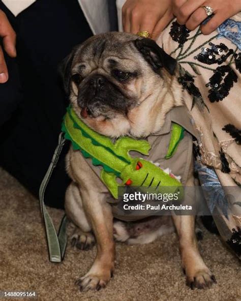 202 Doug The Pug Photos And High Res Pictures Getty Images