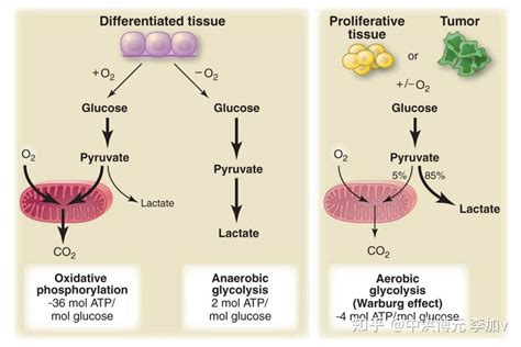 快来一起了解一下国自然新方向——组蛋白乳酸化修饰 知乎