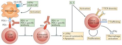 Sepsis Induced Immunosuppression From Cellular Dysfunctions To