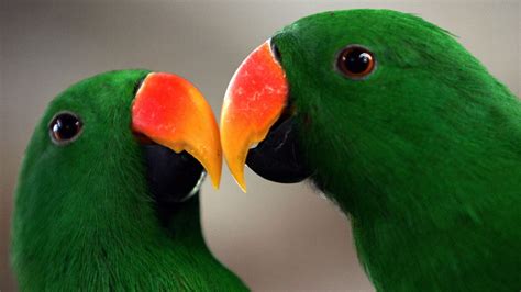 Smuggling Suspect Found With Six Parrots Stuffed Inside Boots