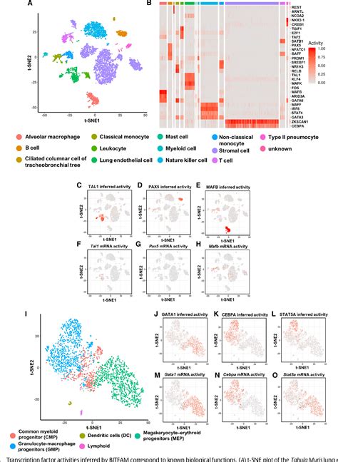 Figure 2 From A Bayesian Inference Transcription Factor Activity Model