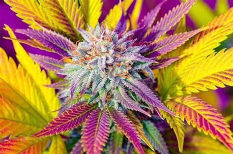 Cannabis Training University On Linkedin Cannabis