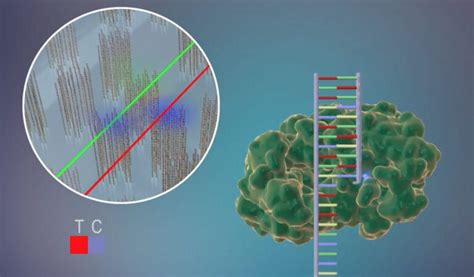 Dna Animations 3d