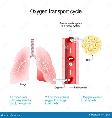 Alveolus Gas Exchange Vector Illustration CartoonDealer 48200122