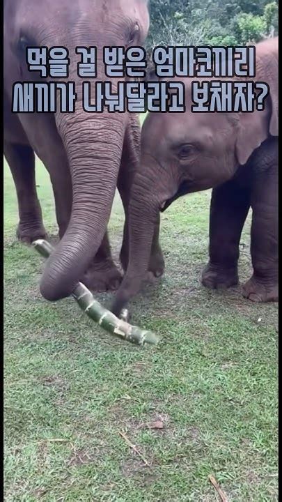아기코끼리가 나눠달라고 코를 내밀자 엄마코기리의 놀라운 반응 Youtube