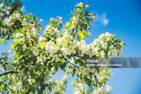 맑고 푸른 하늘을 배경으로 섬세한 흰 꽃과 녹색 잎이 있는 꽃이 만발한 사과나무 가지 부드러운 햇빛이 상쾌하고 활기찬 봄 풍경을 더욱 돋보이게 합니다 0명에 대한 스톡 사진