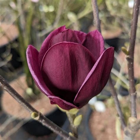 How To Plant Magnolia Genie At Louise Burgess Blog