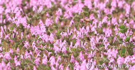 활짝 핀 현호색 꽃과 꿀 따는 벌