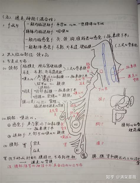 B站霍琨老师周围神经系统 知乎