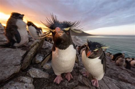 Josh Anons Click Of Arctic Polar Bear Goes Viral