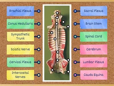 Spinal Cord Teaching Resources