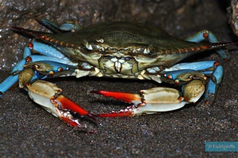 Callinectes Sapidus • Crustacea