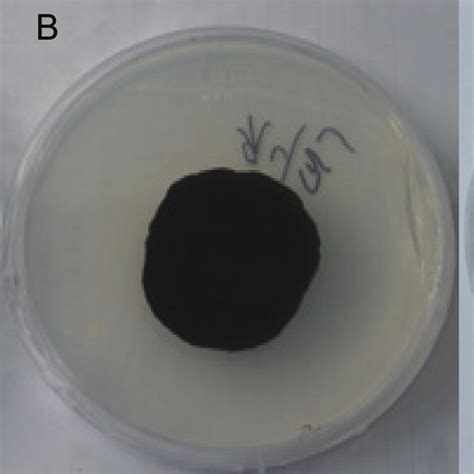 Fungal Growth Of Pseudocercospora Fuligena On Pda A And B Photos Download Scientific Diagram