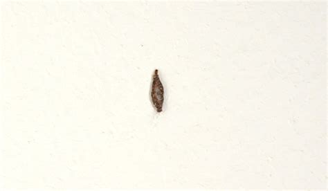 Everything To Know About The Plaster Bagworm In Florida Native Pest