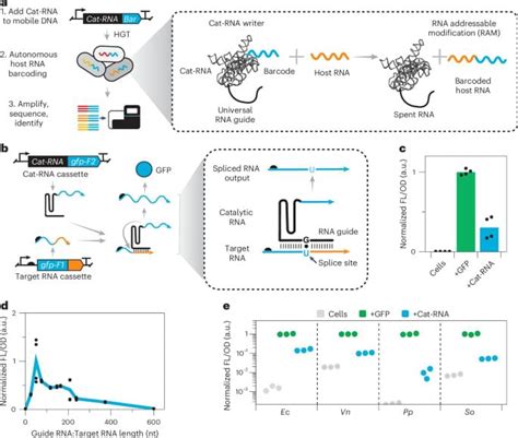 Information Storage Across A Microbial Community Using Universal Rna