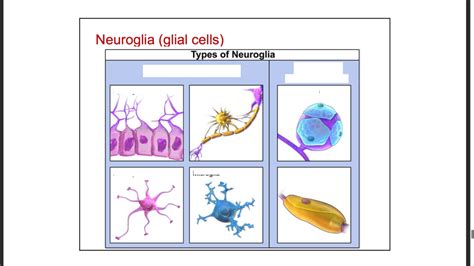 Type Of Neuroglia Cells Diagram Quizlet