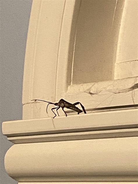 Please Help This Bug Has Command Of The Bathroom For Now Rwhatisthisbug