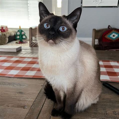 Siamese