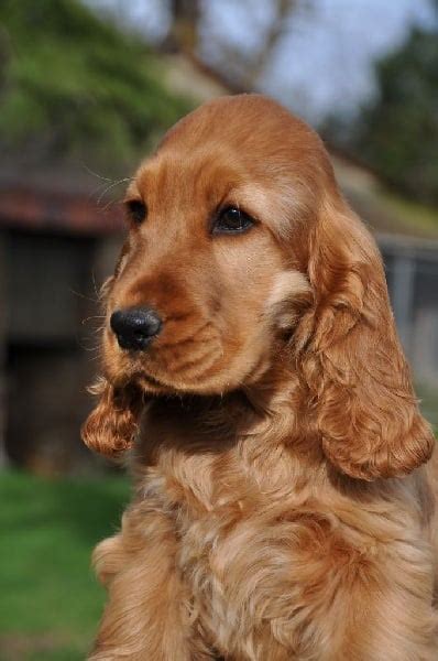 Chiots à Vendre Elevage Sunset Dhell Eleveur De Chiens Cocker Spaniel Anglais