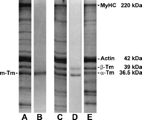 Temporalis And Masseter In Cat