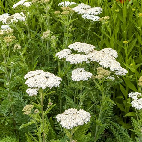 Achillea Millefolium White Yarrow