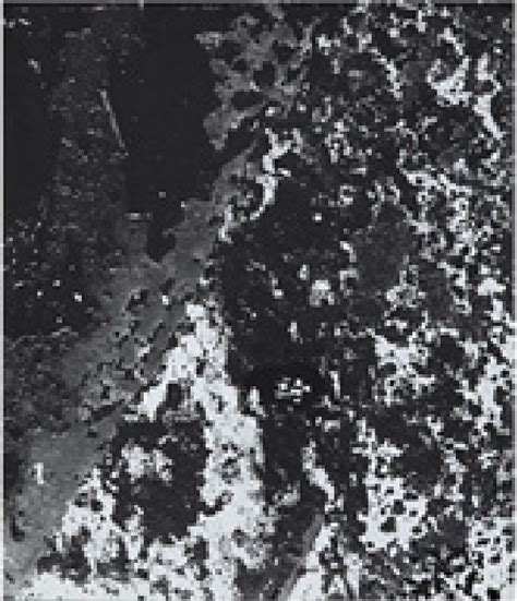 Jorge Roiger Sin Título Fotografía 1962 Download Scientific Diagram