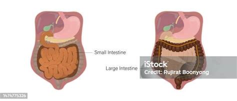 인간 장 벡터의 해부학 작고 큰 창자 인간의 성운 운하 소화 기관 의학 교육 건강관리와 의술에 대한 스톡 벡터 아트 및 기타 이미지 건강관리와 의술 건강한 생활방식