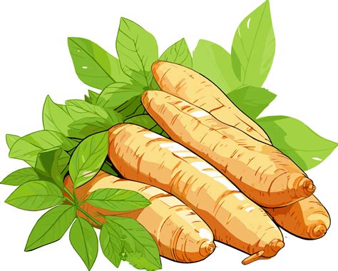 Cassava Tuber With Leaves Hand Drawn Illustration 26691118 Png
