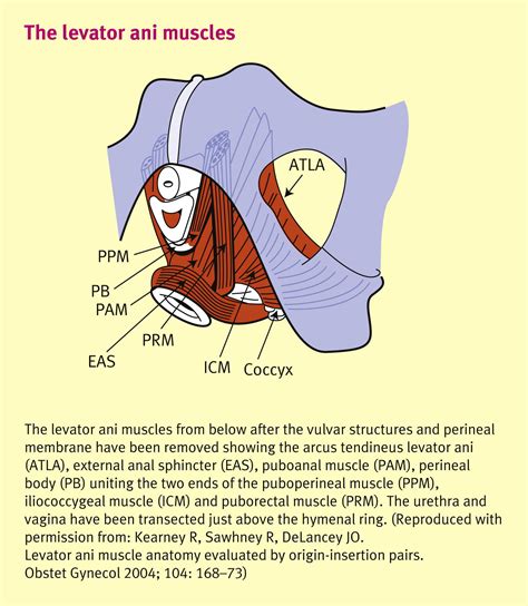 Assessment Of Pelvic Organ Prolapse Obstetrics Gynaecology And