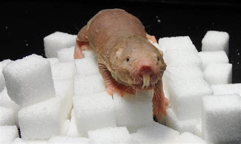 Named Mole Rat