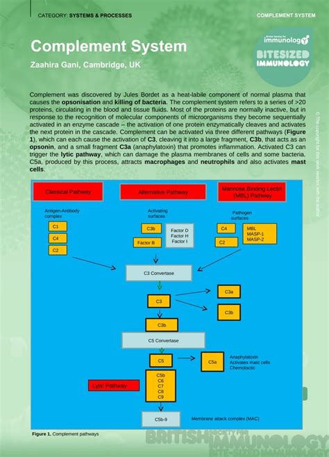 Complement System Pdf