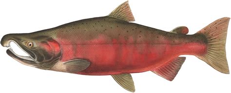 Coho Salmon