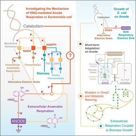 Extracellular Respiration Is A Latent Energy Metabolism In Escherichia Coli Cell
