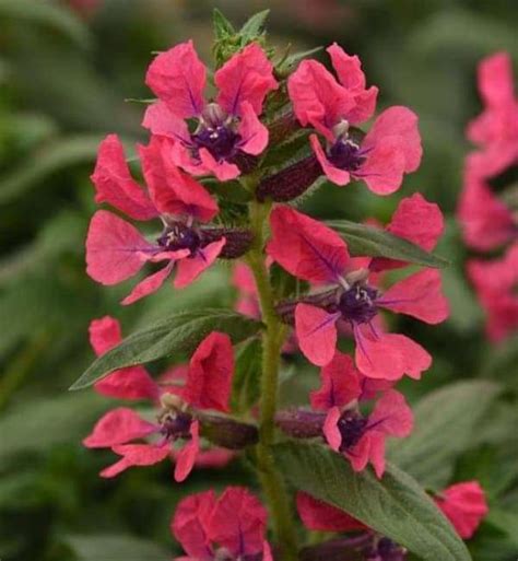 Cuphea Hyssopifolia Sri Krishna Nursery
