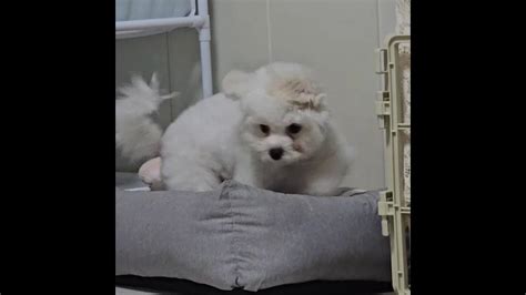 투투빡침 Youtube