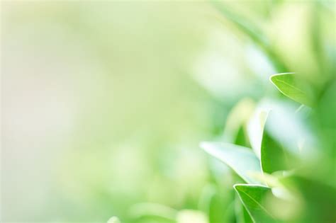배경 이미지는 흐린 녹색 잎 기분이 상쾌 그리고 좋은 환경 자연적인 녹색 식물 생태 개념으로 사용 하 여 복사 공간 배경 만들기 0명에 대한 스톡 사진 및 기타 이미지