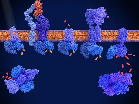 Ai Predicts How Gpcrs Respond To Drug Like Molecules