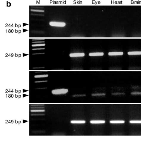 Integration Into The Genome And Expression Of Cre Ert2 In 3 Week Old Download Scientific