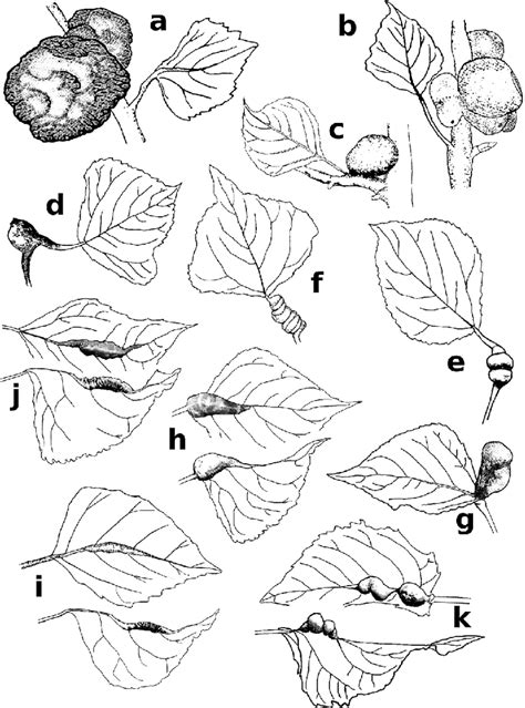Gall Inducing Pemphigus Spp A P Immunis B P Borealis C