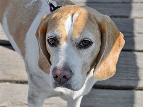 Free Picture Eyes Head Nose Pedigree Animal Beagle Hound
