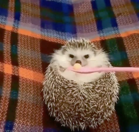 이게 뭐지 천상의 맛인가 맛있는 음식을 먹어 본 고슴도치의 반응 디피펫